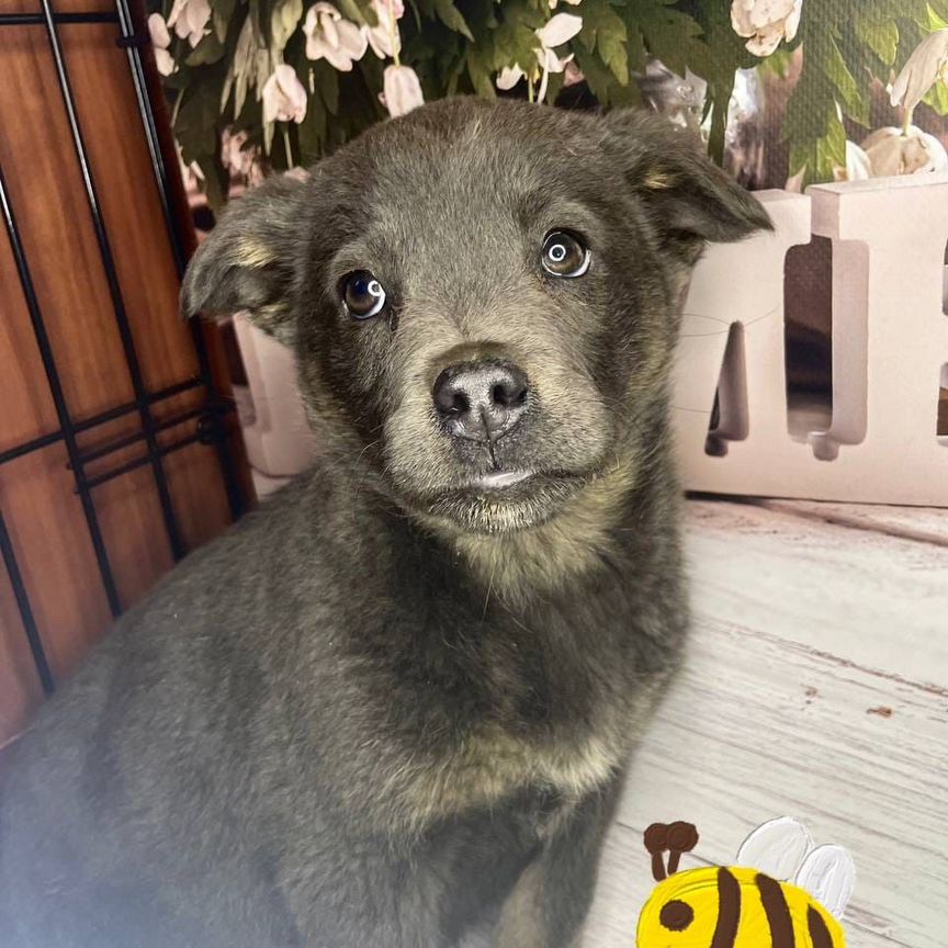 Щенок в добрые руки