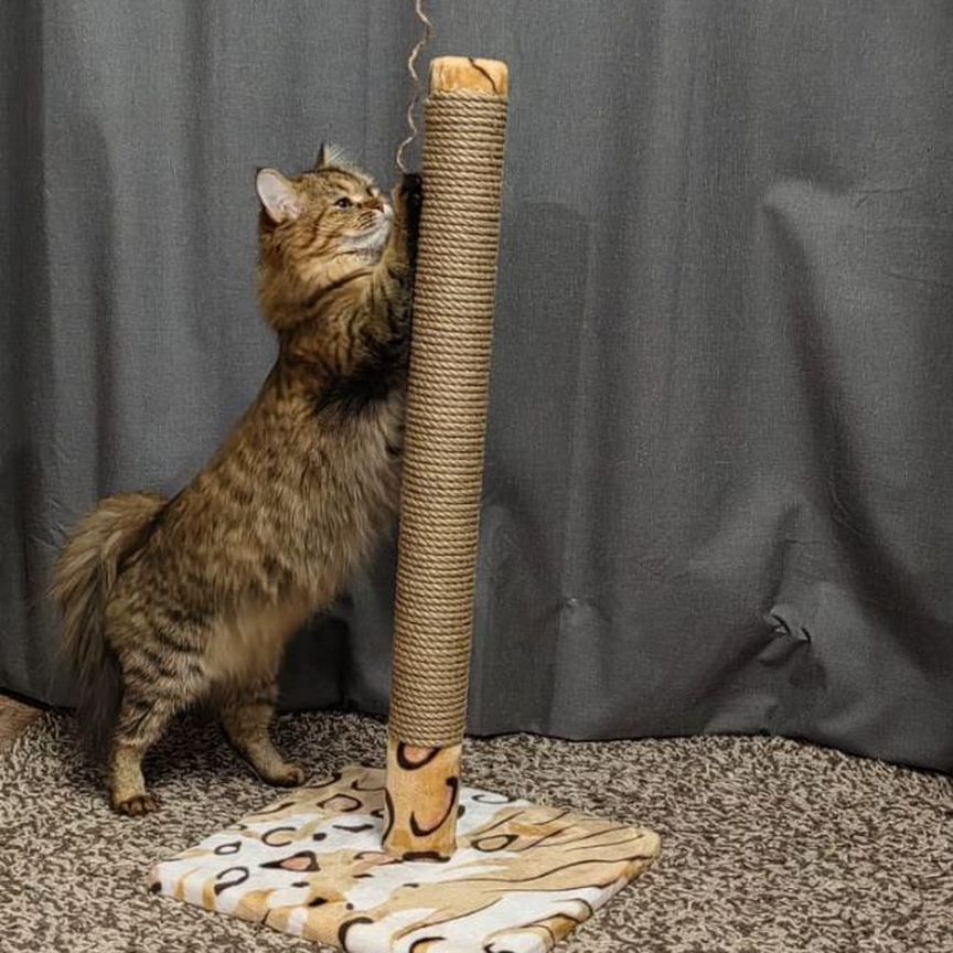 Когтеточка