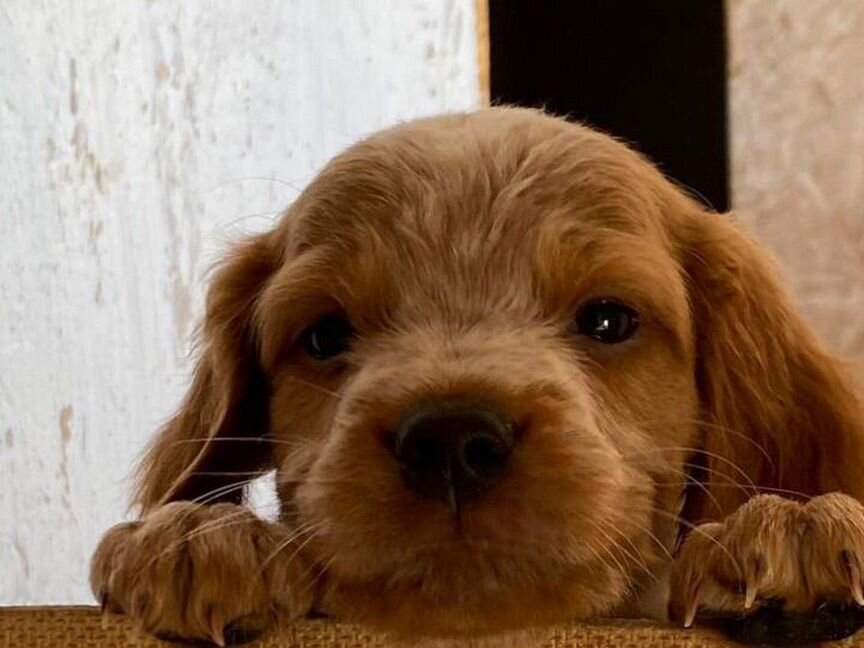 Щенки бретонского эпаньола, бретон