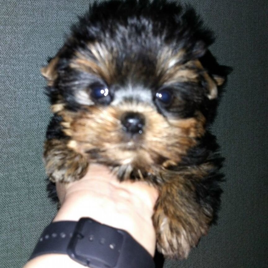 Йоркширский терьер, щенок