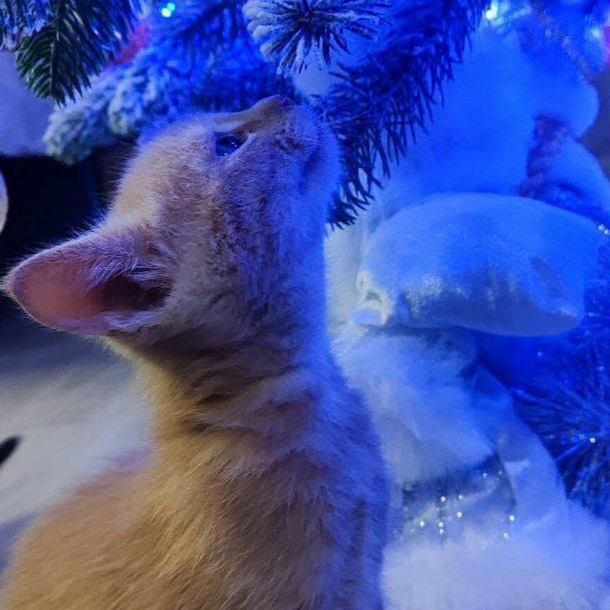 Мейн-кун котёнок