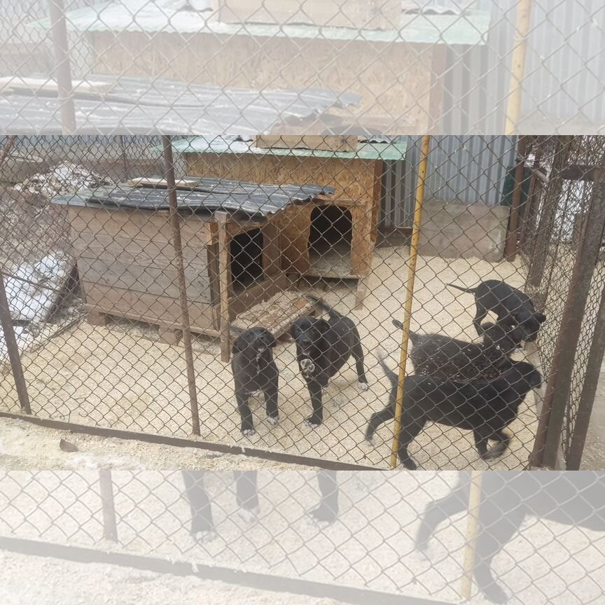 Щенки кане корсо