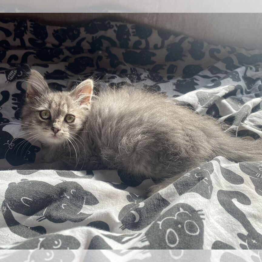 Котенок