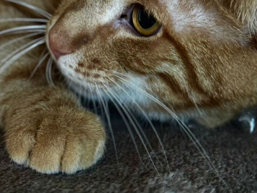 Друг ищет дом