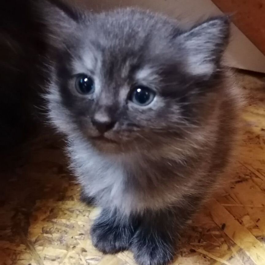 Котёнок от частного владельца