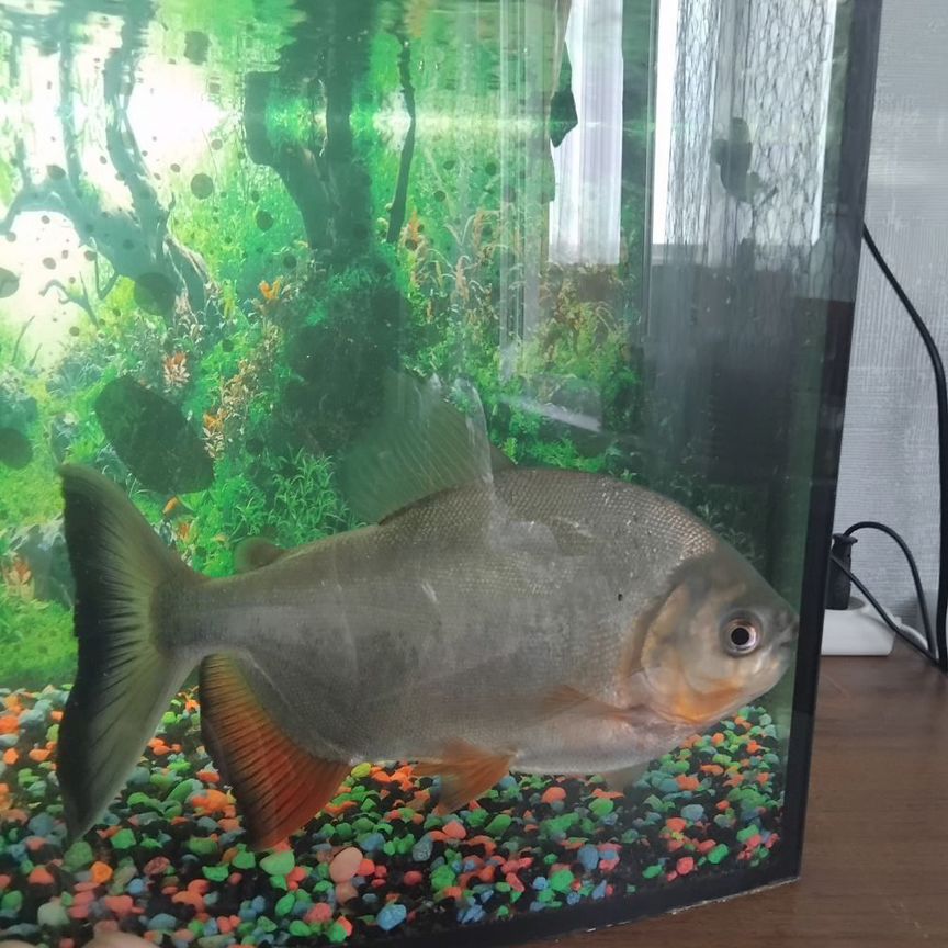 Аквариум пирань