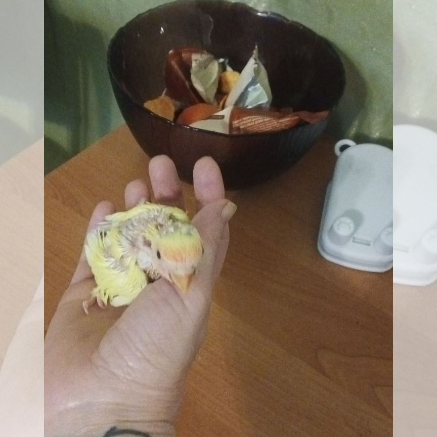 Птенец неразлучники