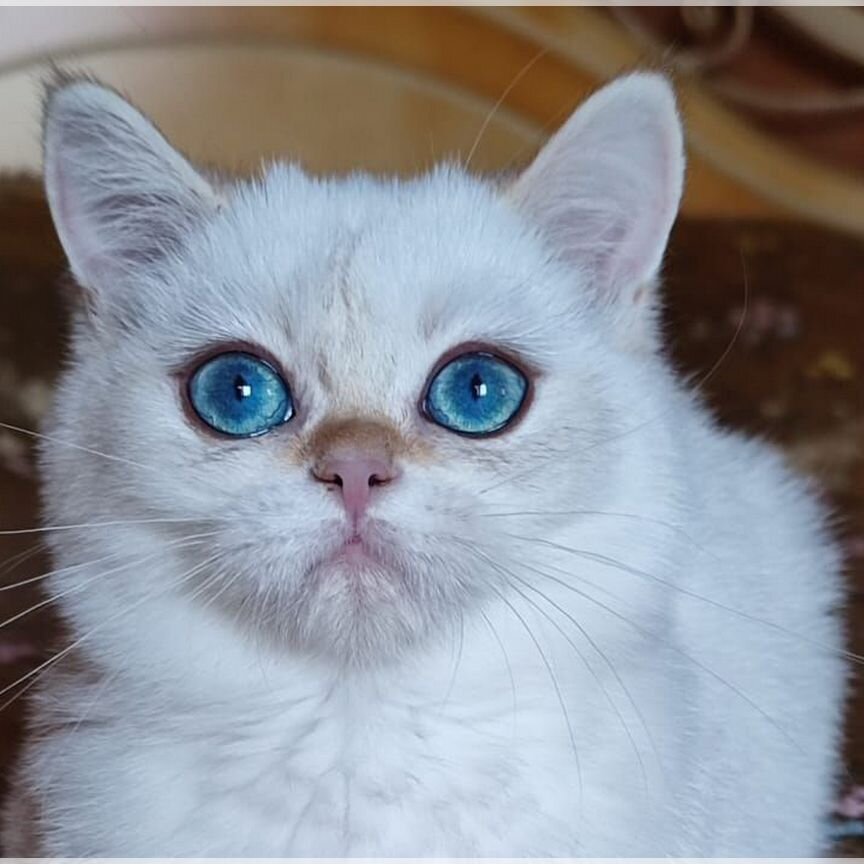 Шотландский прямоухий короткошёрстный котёнок