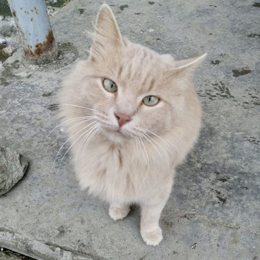 Нужна крыша над головой молодому котику