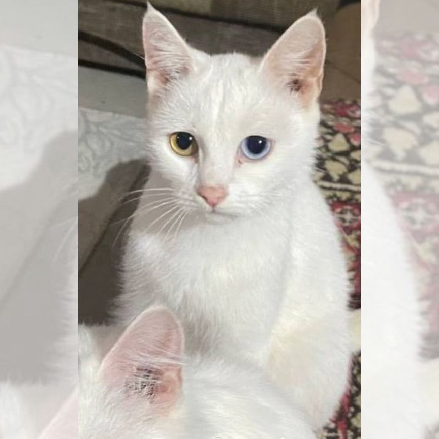 Взрослая кошка в добрые руки