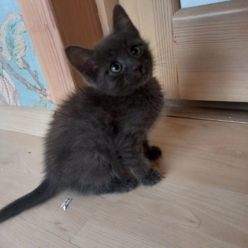 Котенок в добрые руки