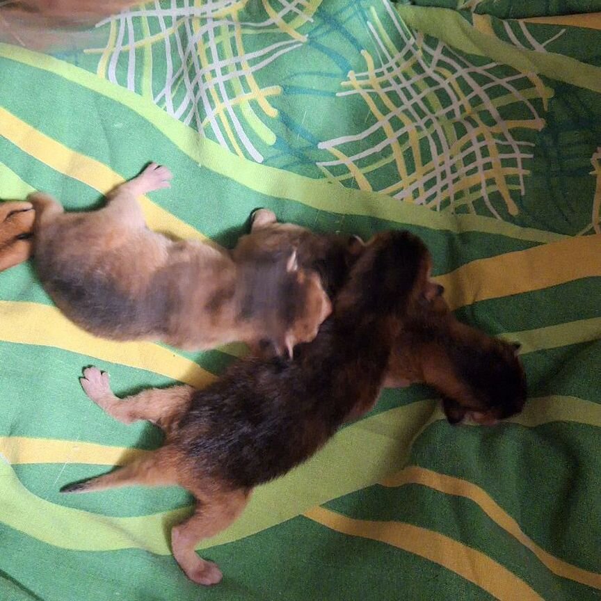 Абиссинские котята