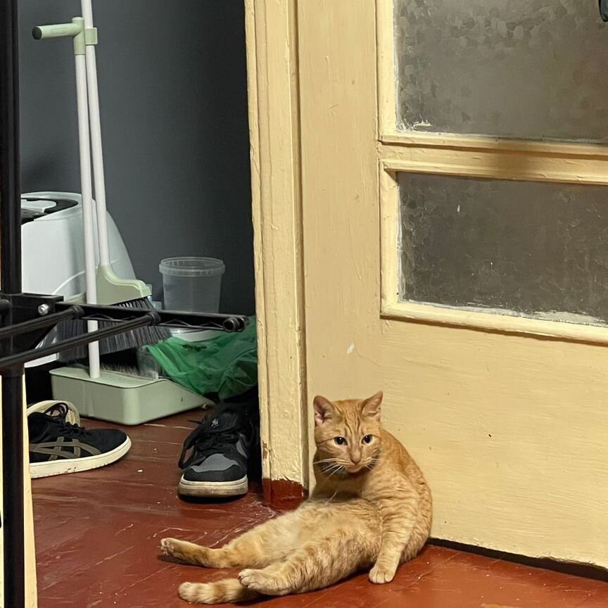 Взрослая кошка в добрые руки