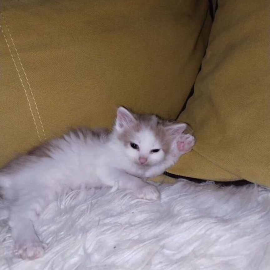 Кошка 2 месяца