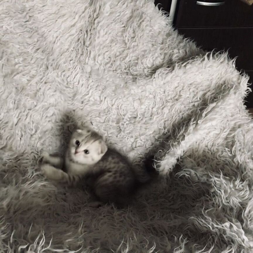 Шотландские котята