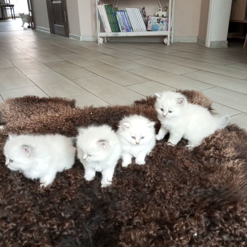 Британские котята