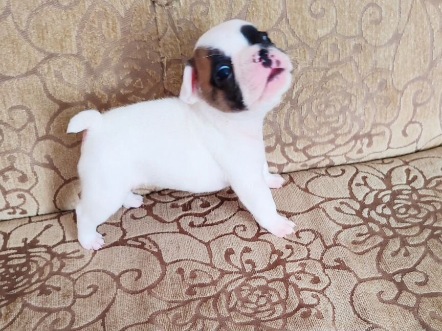 Породные Французы