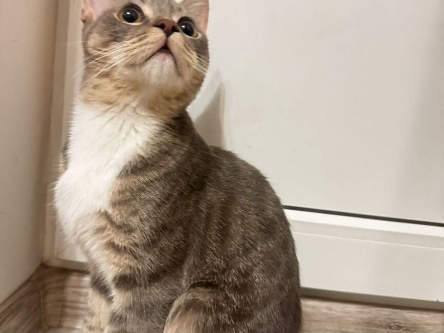 Котик ласковый