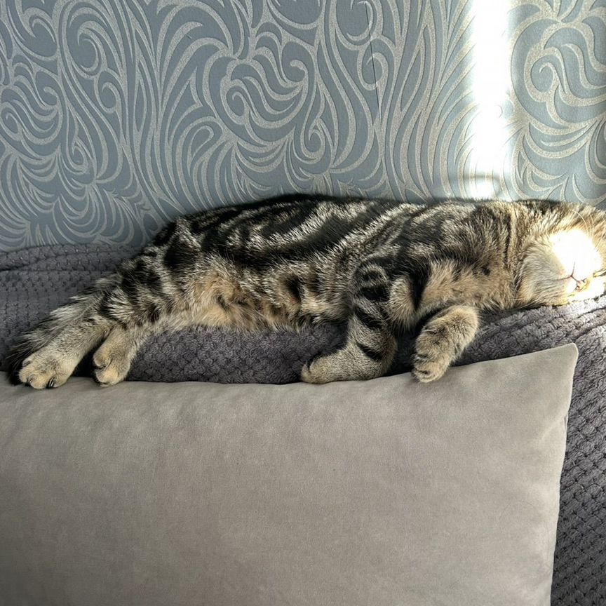 Шотландский вислоухий короткошёрстный котёнок