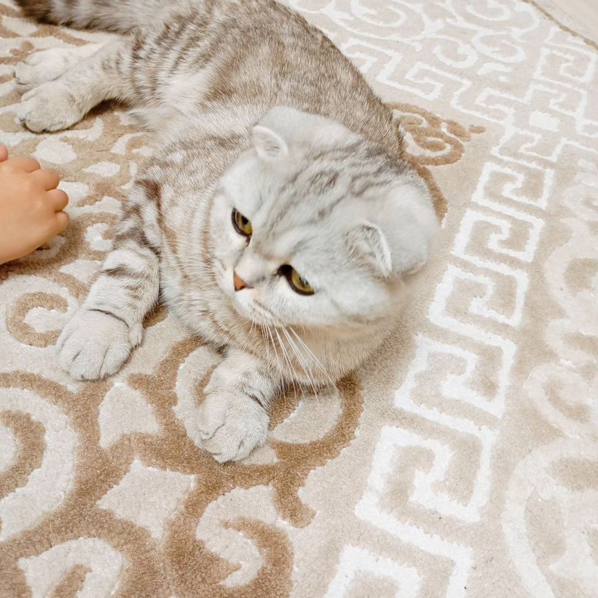 Кошка ищет жениха