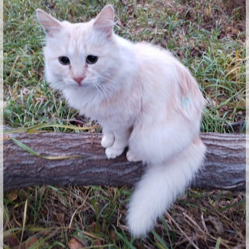 Сибирский кот, взрослый