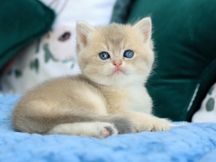 Британская золотая шиншилла котята