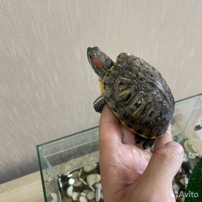 Красноухая черепаха с аквариумом бесплатно