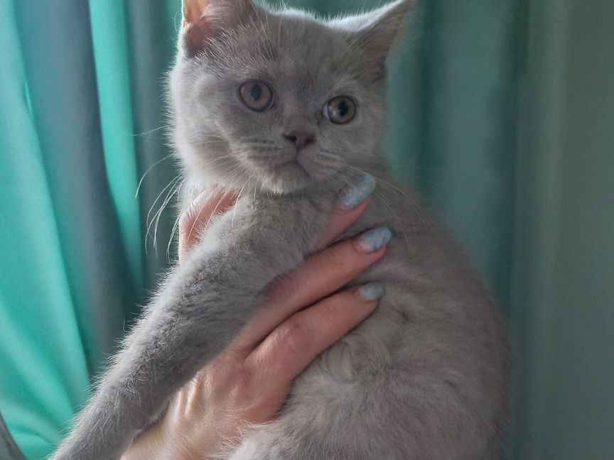 Шотландская девочка