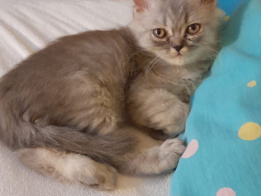 Котята