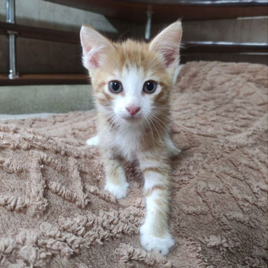 Котенок в добрые руки