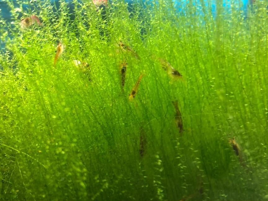 Аквариумное растение