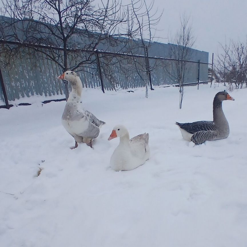 Семья гусей