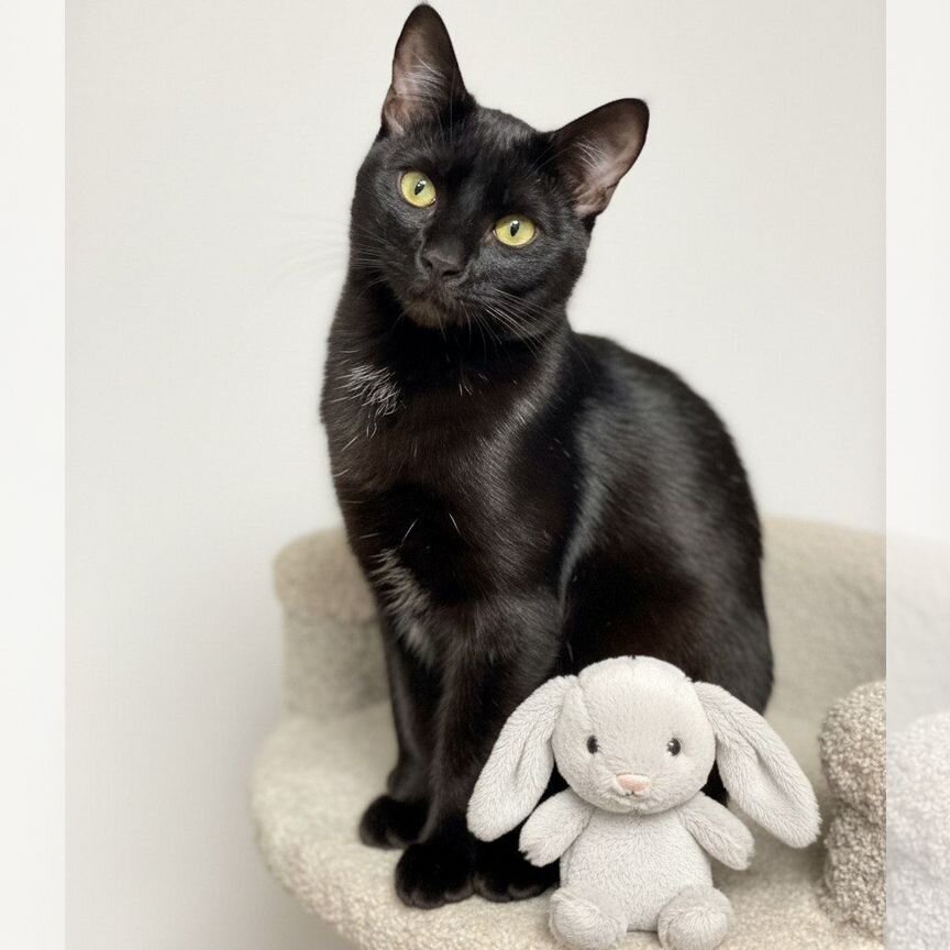 Взрослый кот в добрые руки