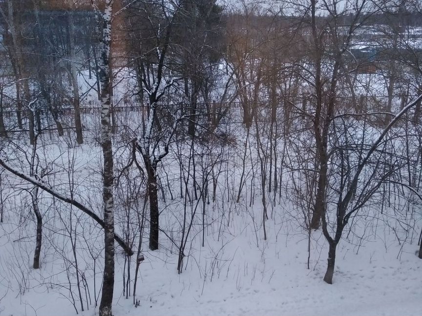 Найдена собака дворняжка