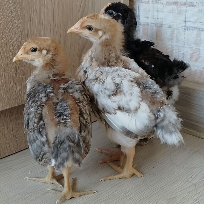 Цыплята подрощенные Маран и Билефельдер