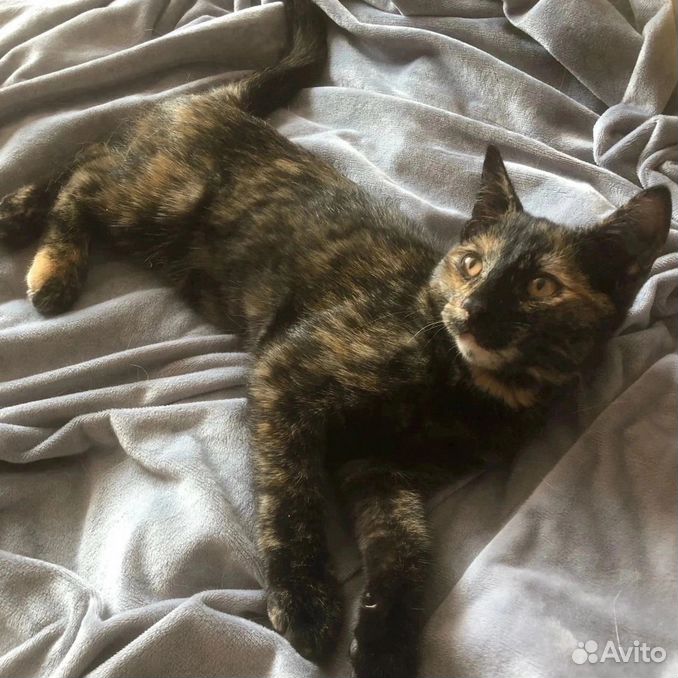 Челси ищет дом