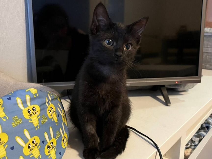 Котёнок