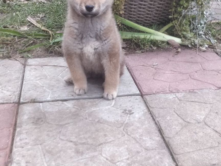 Мальчик сиба