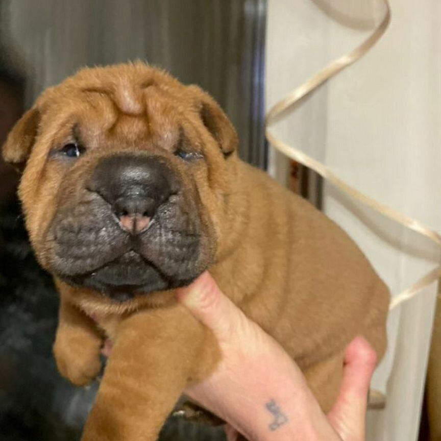 Щенки Шарпея