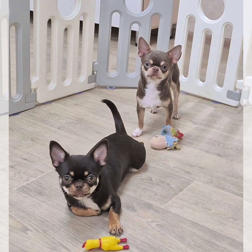 Чихуахуа, щенок