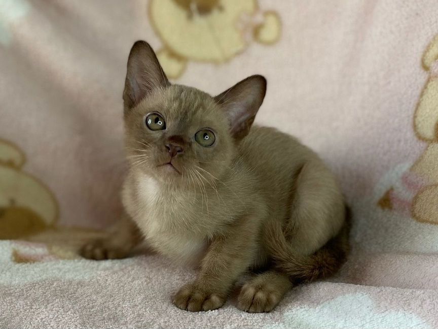 Соболиные и шоколадные бурманские малыши