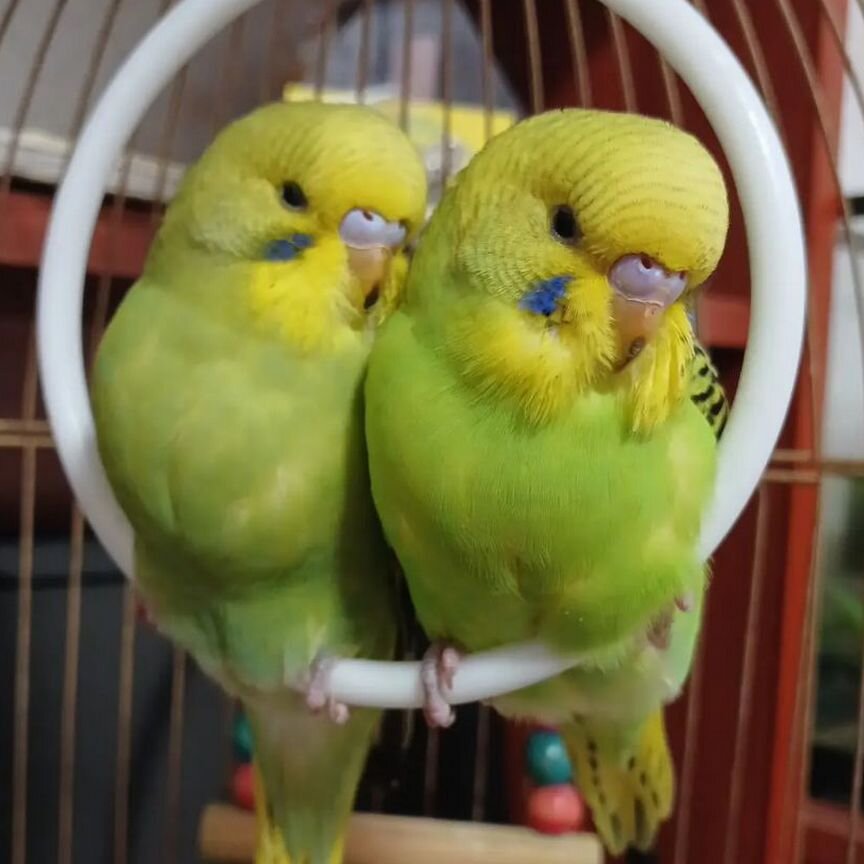 Волнистый попугай