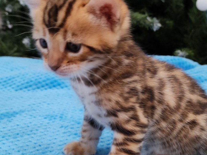 Бенгальские котята