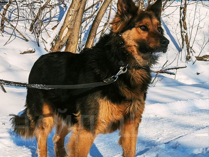 Пес Амурчик ищет дом