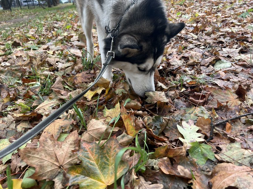 Маламута в добрые руки