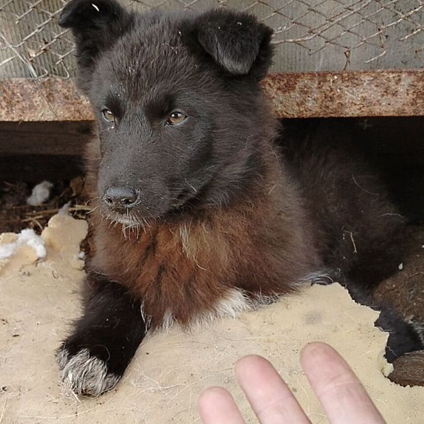 Щенок в добрые руки