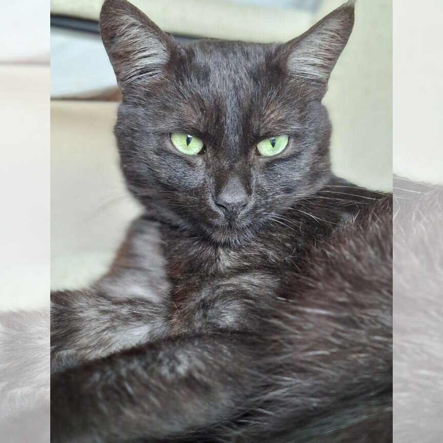 Взрослый кот в добрые руки