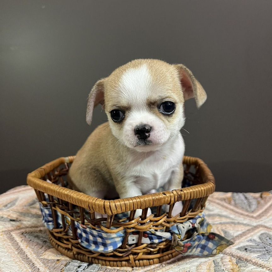 Маленькое чудо