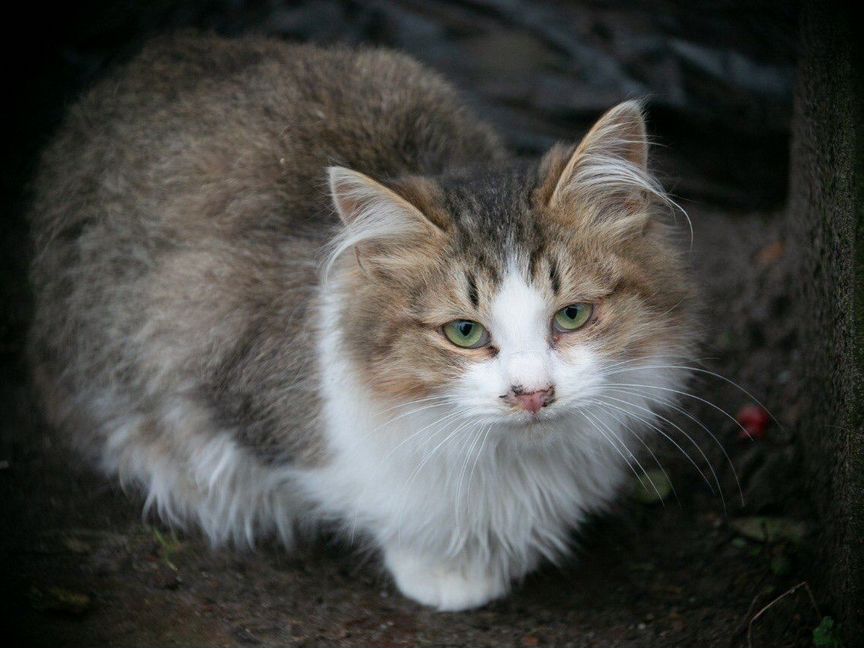 Котята 4 месяца брошены на даче