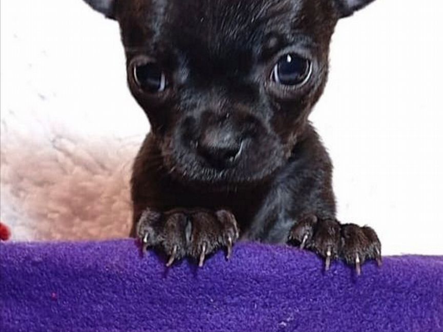 Щенки чихуахуа